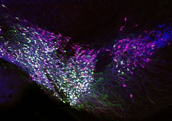 Foundation Announces Simons Collaboration on the Global Brain