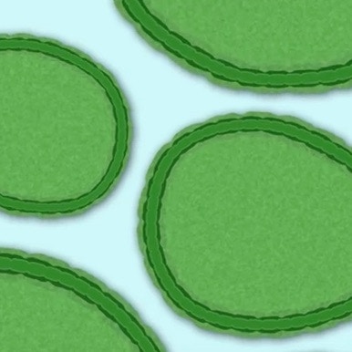 Meet the Most Abundant Photosynthesizing Cell in the Ocean