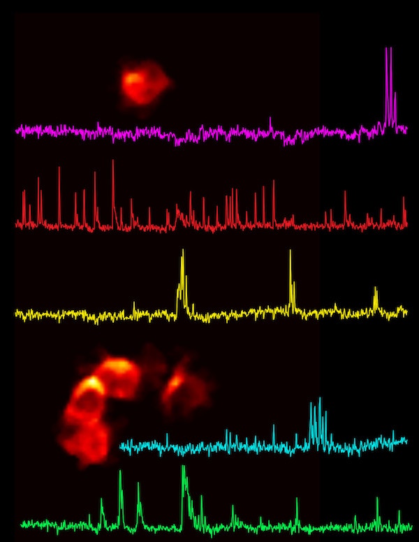Neurons in Cerebellum Show Surprising Activity During Learning
