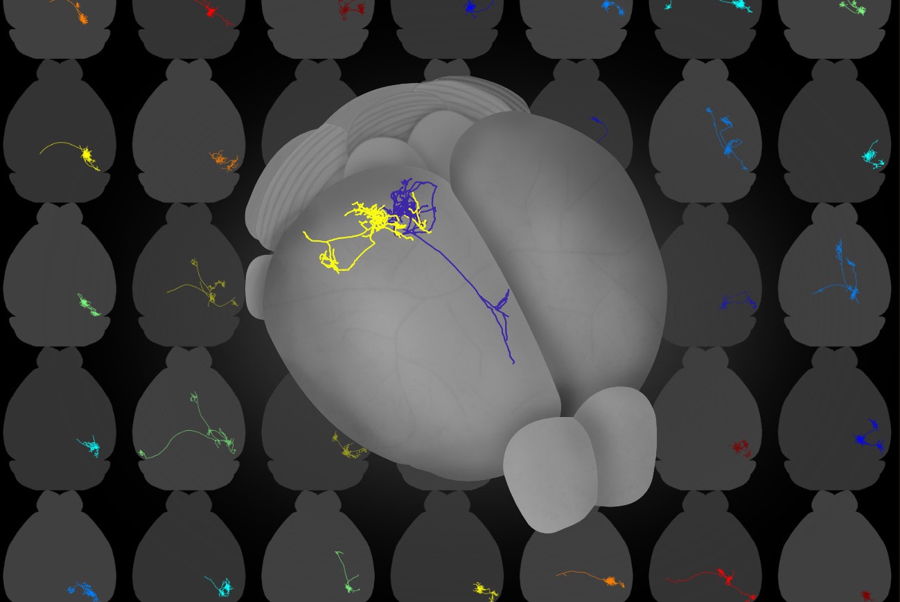 New Neuronal Mapping Technique Reveals Surprising Cortical Connections