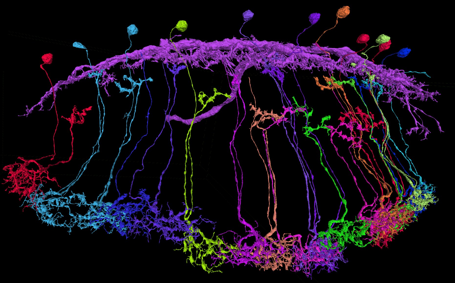 New Efforts to Relate Brain Structure and Function Reveal Surprising ...