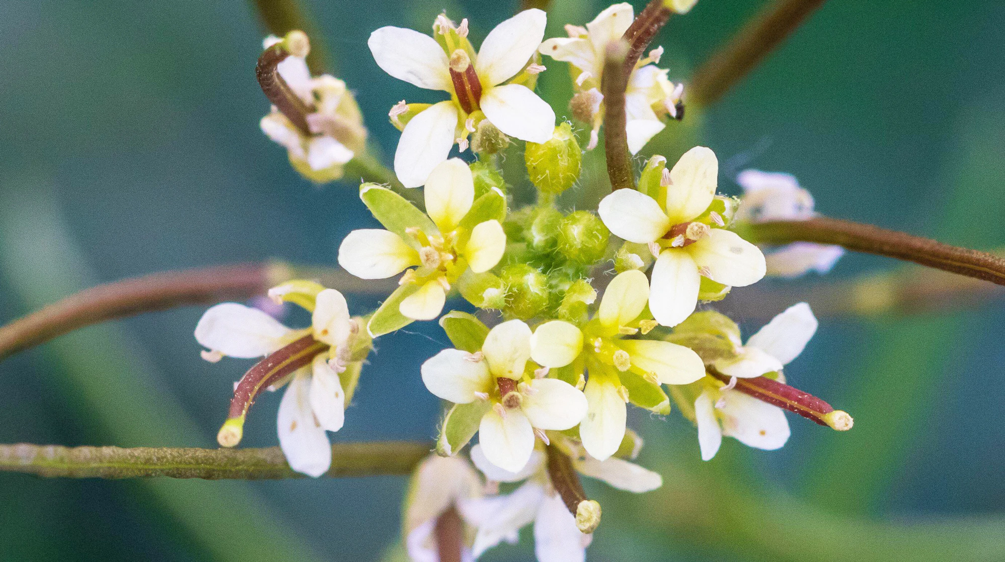 First Simons Postdoctoral Fellows in Plant Biology Announced