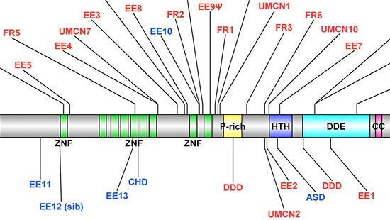 SFARI | Genetics-first approach: POGZ mutations associated with a ...