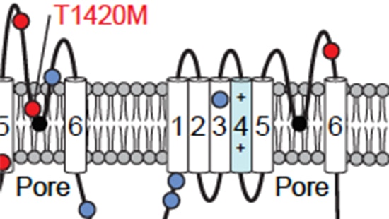 SFARI | SCN2A variants result in opposite effects on sodium channel ...