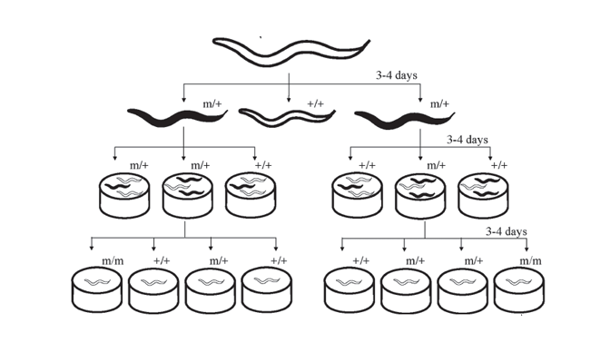 SFARI | A pipeline for functional assessment of autism-associated ...
