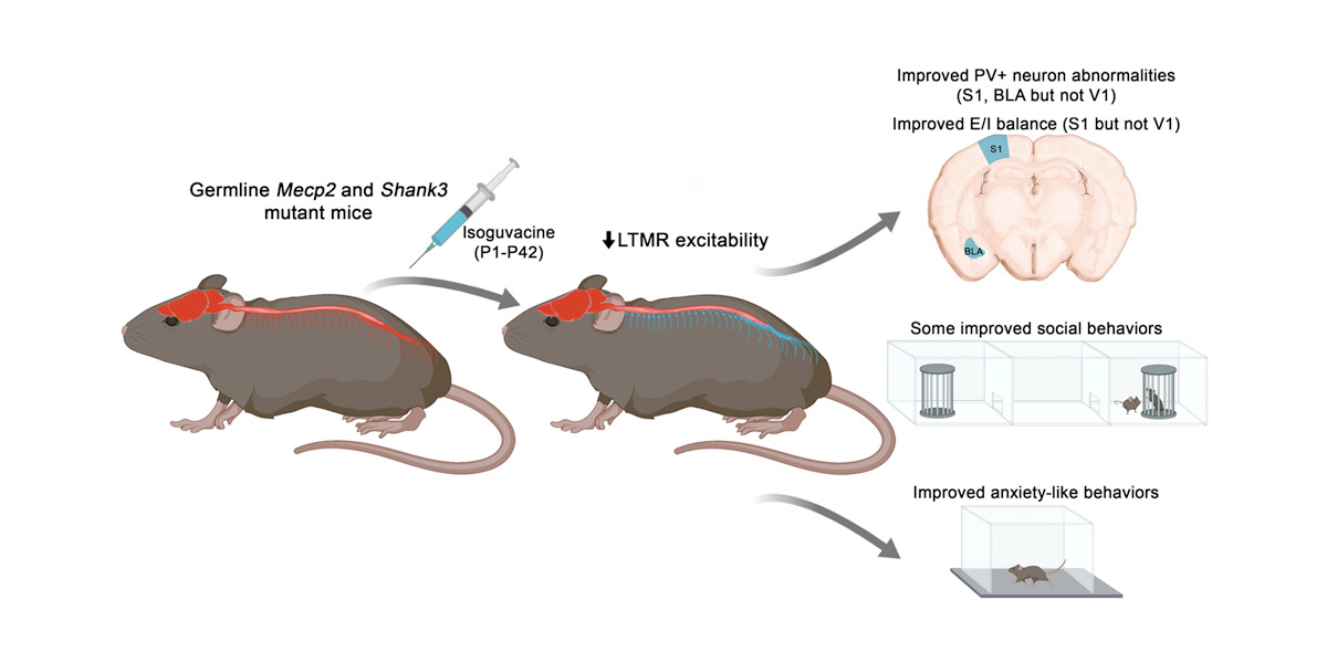 SFARI | Targeting somatosensory over-reactivity in mouse models of ASD