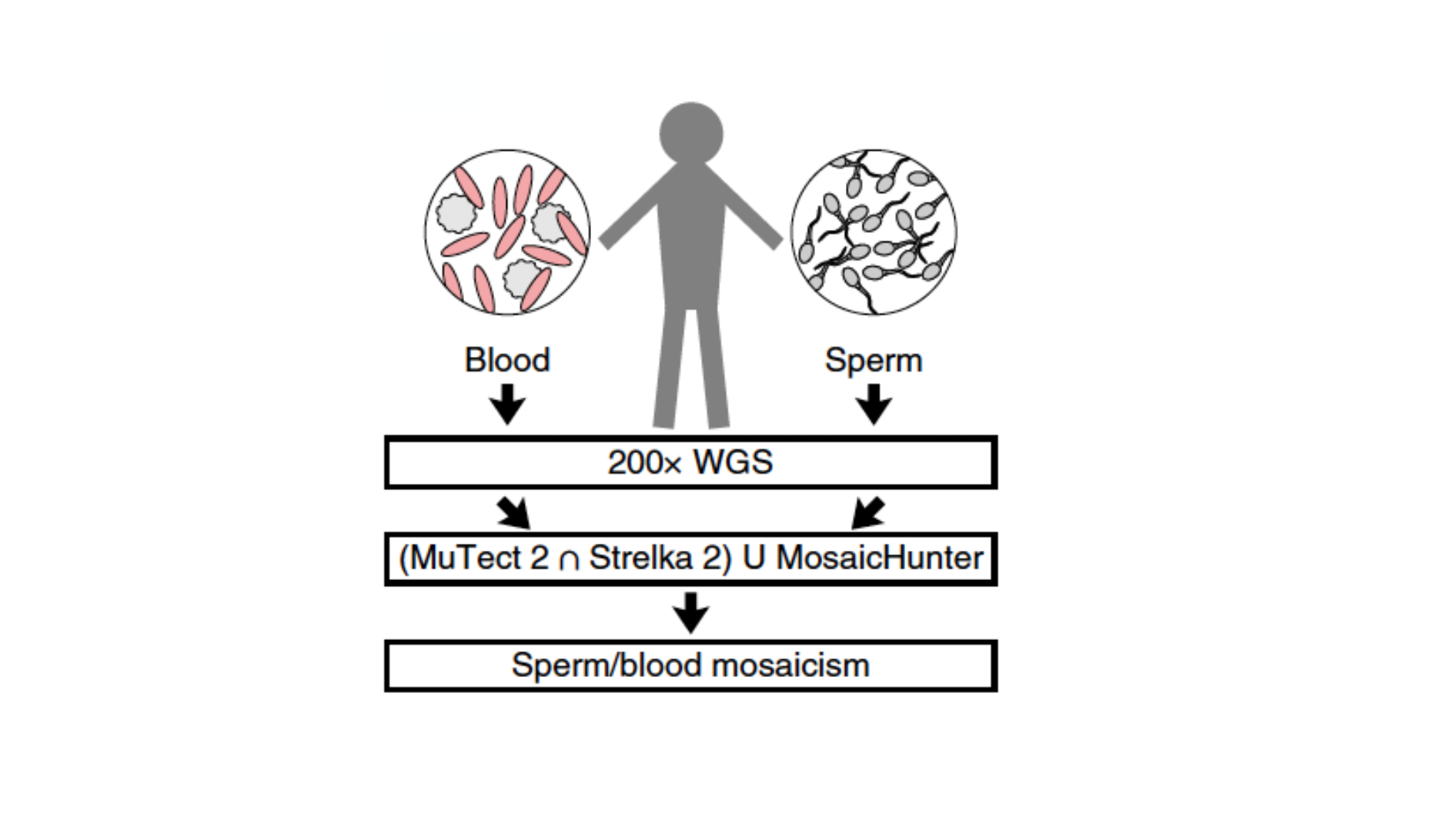 SFARI | Autism spectrum disorder risk assessment through quantification ...