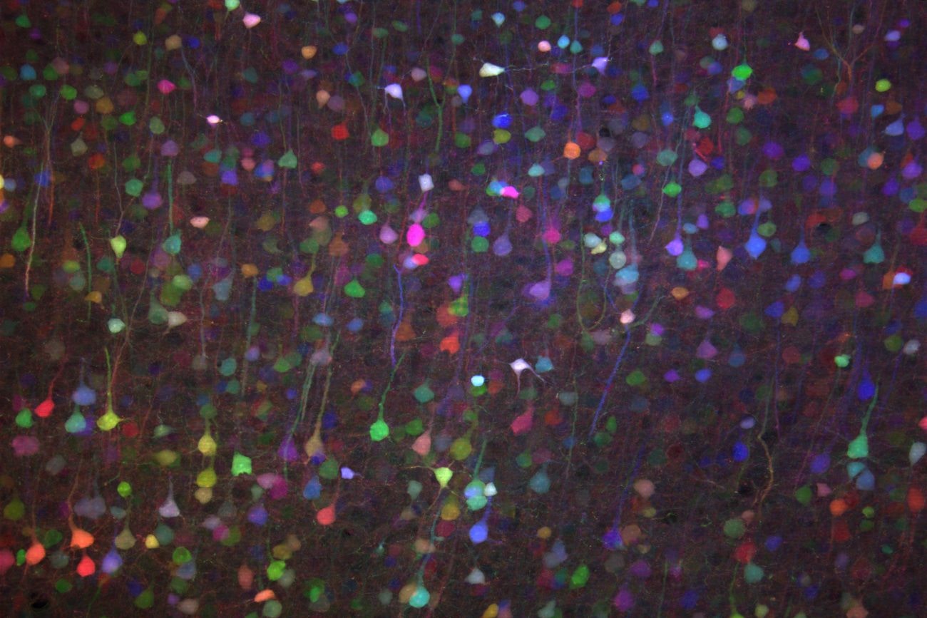 SFARI | SFARI workshop explores challenges and opportunities of gene ...