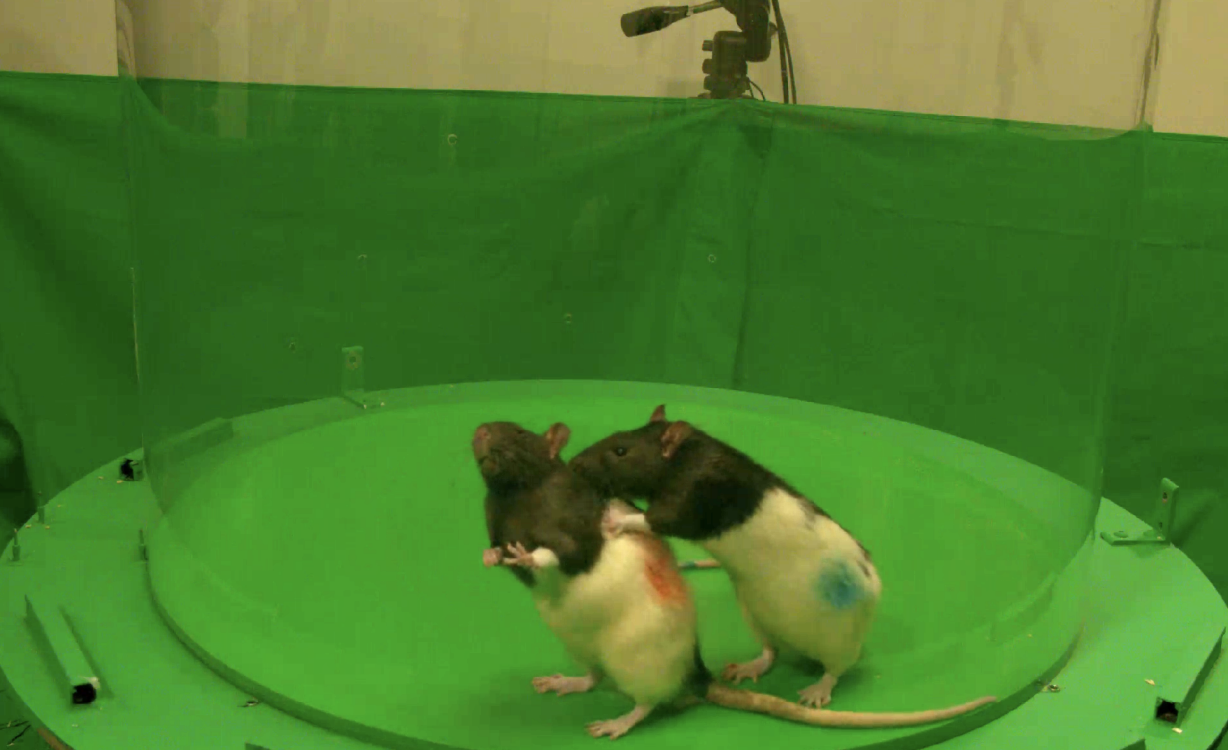 SFARI | Autism Rat Models Consortium 2.0 RFA